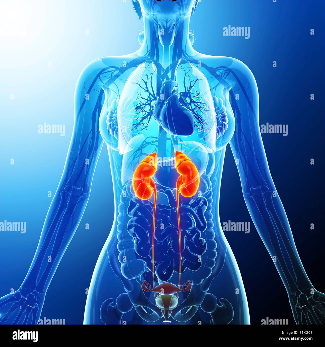Urinary system computer artwork Stock Photo - Alamy