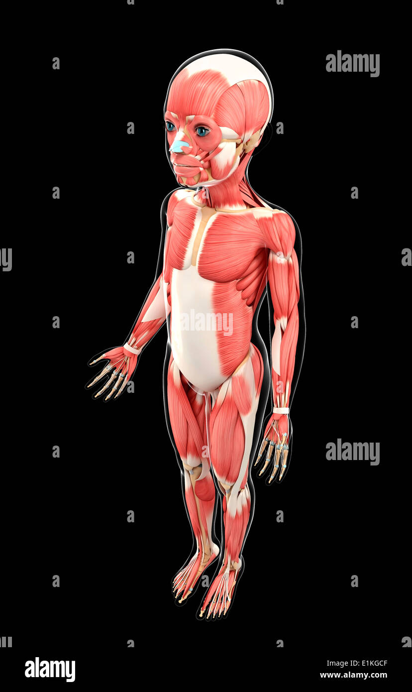 Human vastus lateralis muscle computer hi-res stock photography and ...