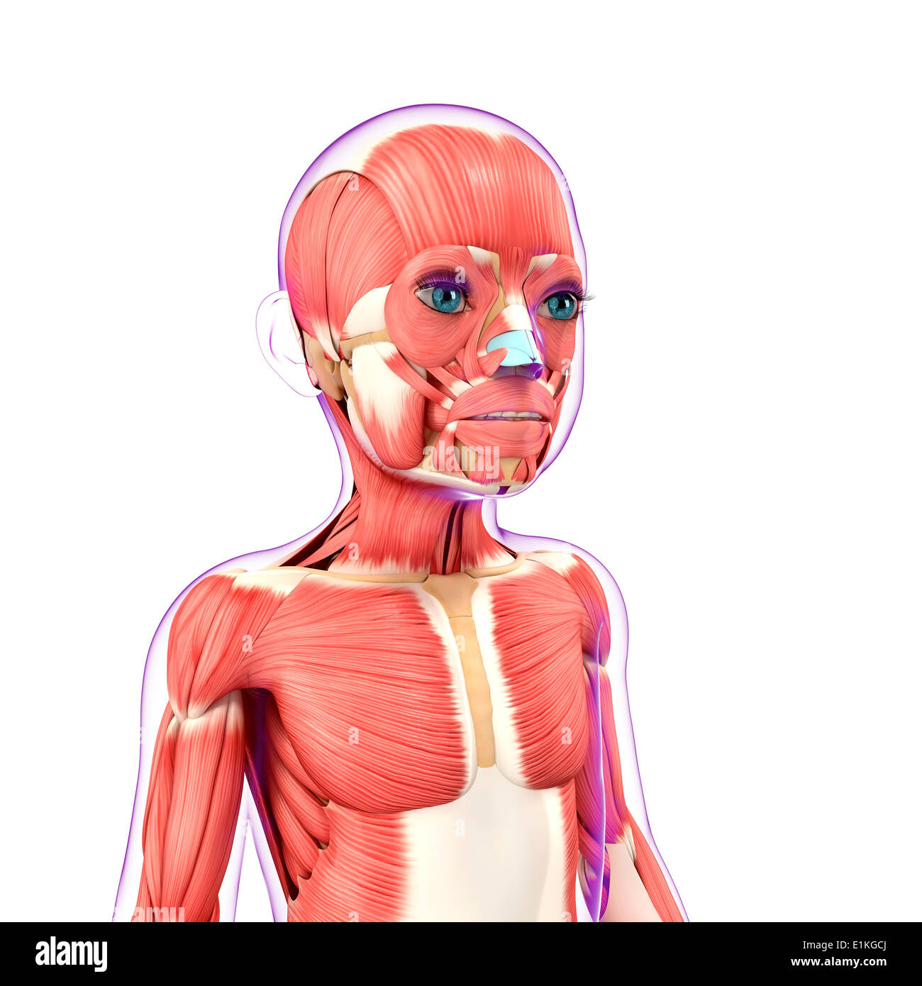 Child's muscular system computer artwork Stock Photo - Alamy