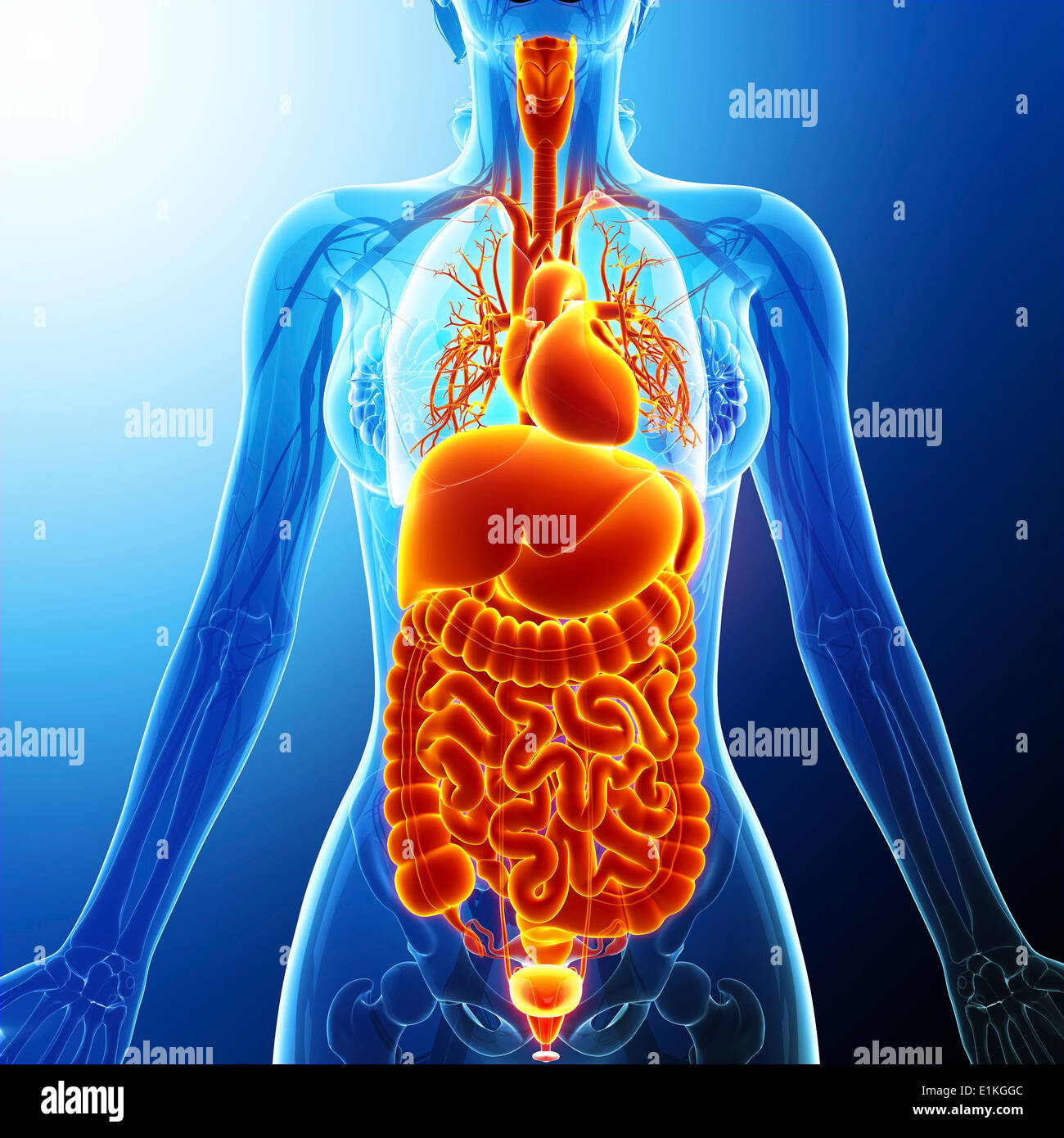 Human internal organs computer artwork Stock Photo - Alamy