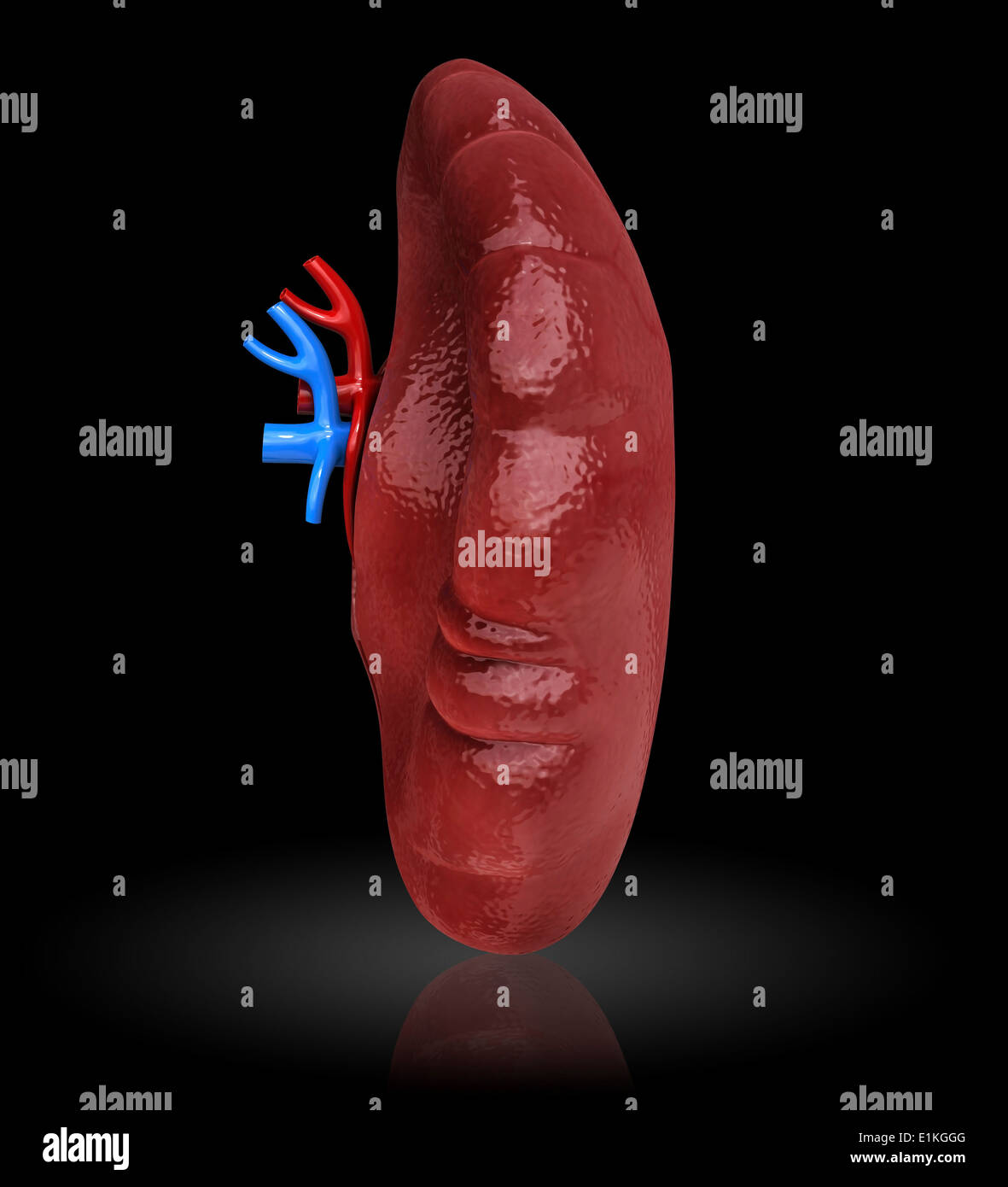 Human spleen cut-away computer artwork Stock Photo - Alamy