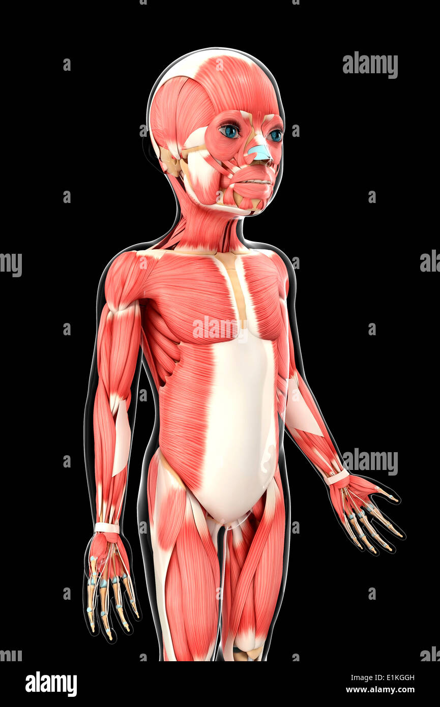 Procerus muscle hi-res stock photography and images - Alamy