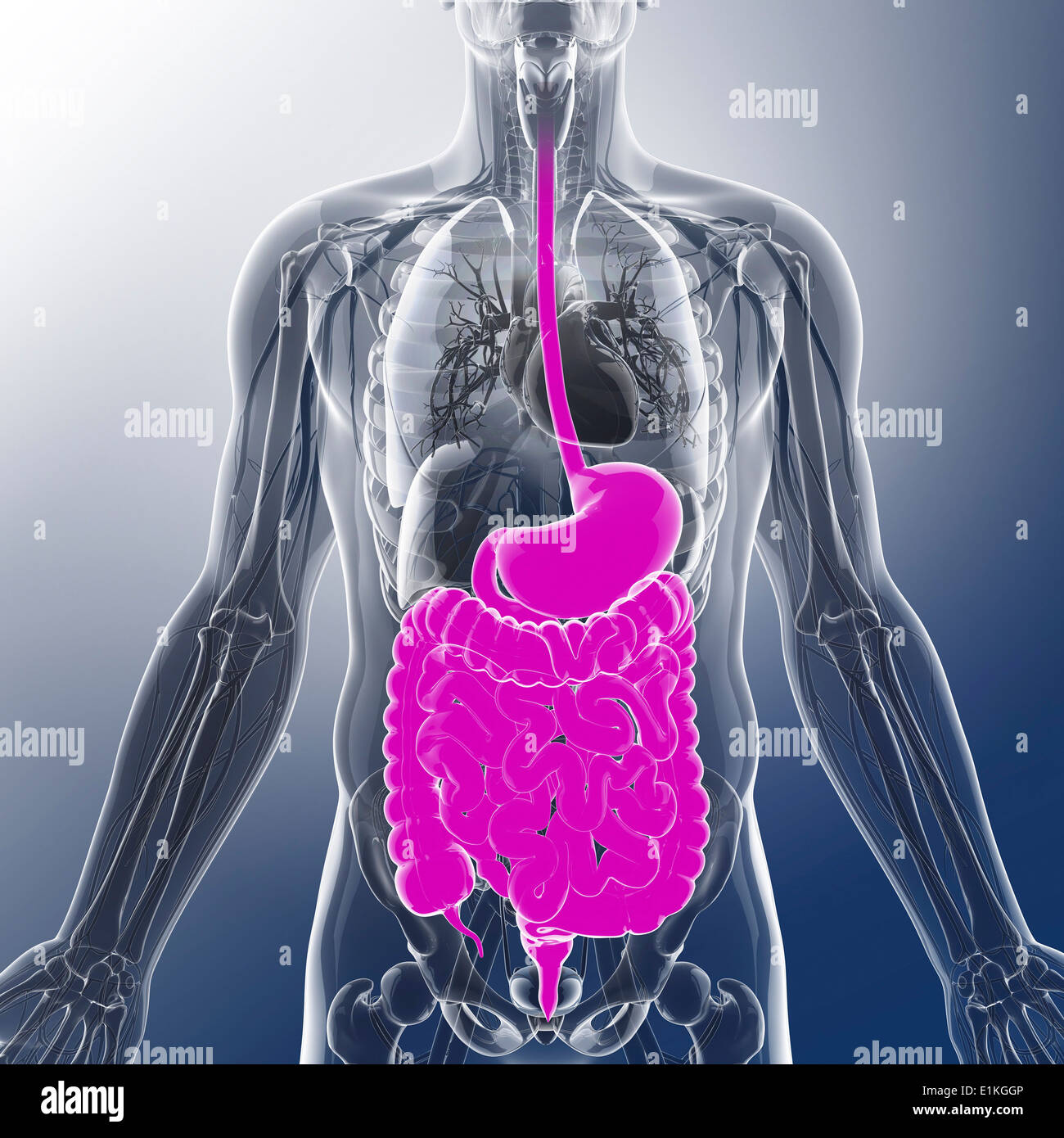 Digestive circulatory male body artwork hi-res stock photography and ...