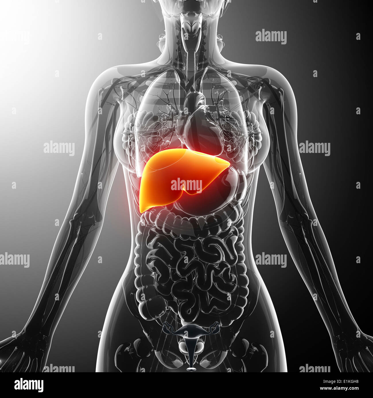 Human liver computer artwork Stock Photo - Alamy