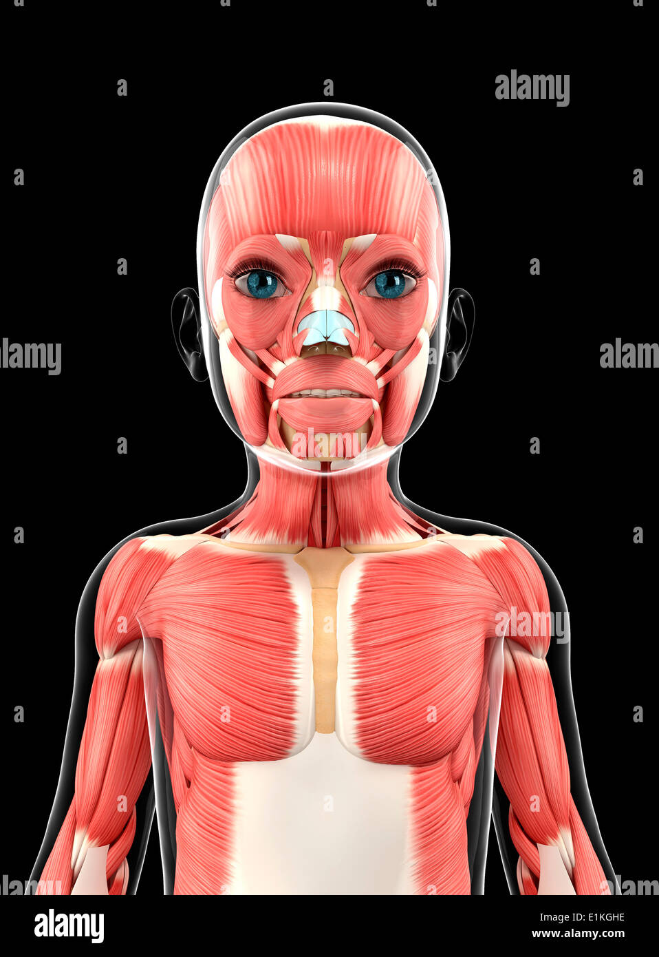 Procerus muscle hi-res stock photography and images - Alamy