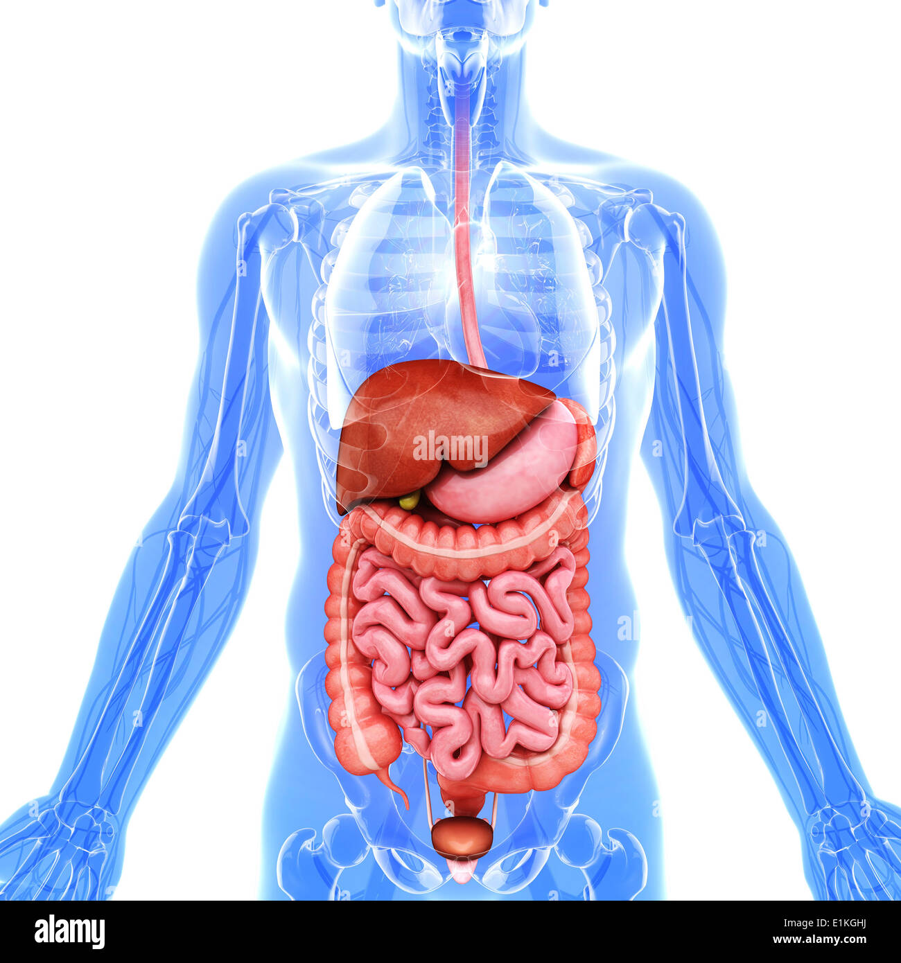 Internal organs human male hi-res stock photography and images - Alamy