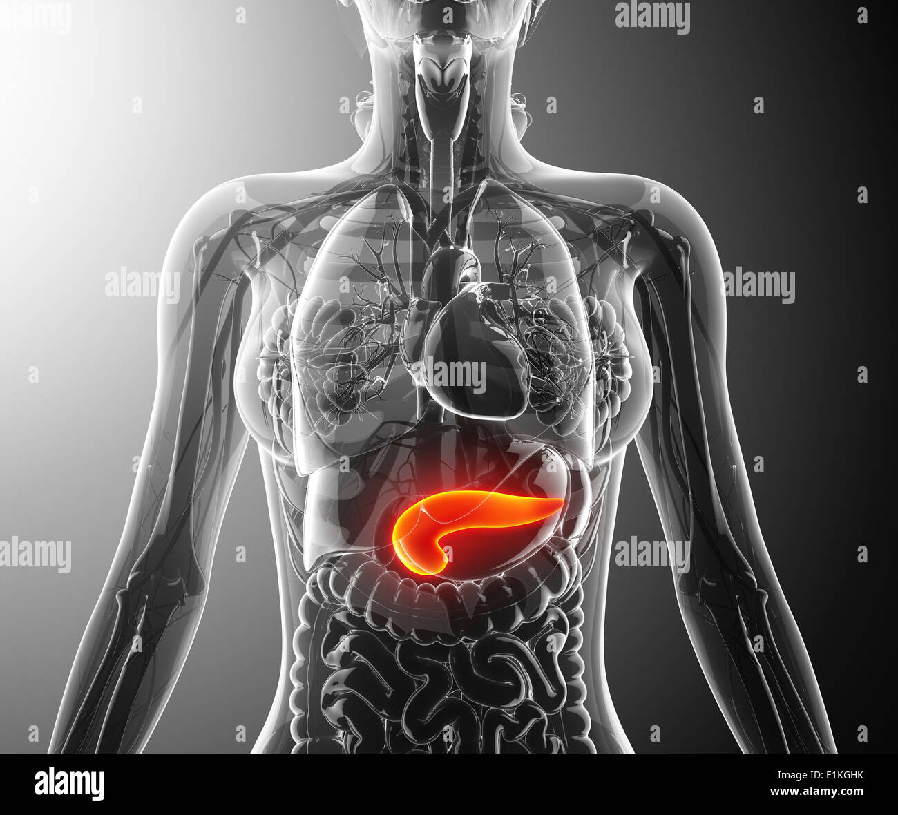 Tail of pancreas hi-res stock photography and images - Alamy