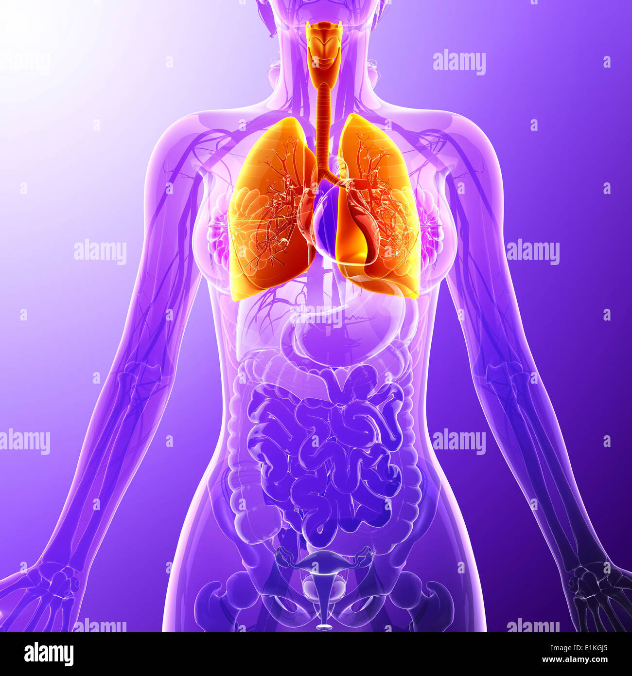 Purple lungs hi-res stock photography and images - Alamy
