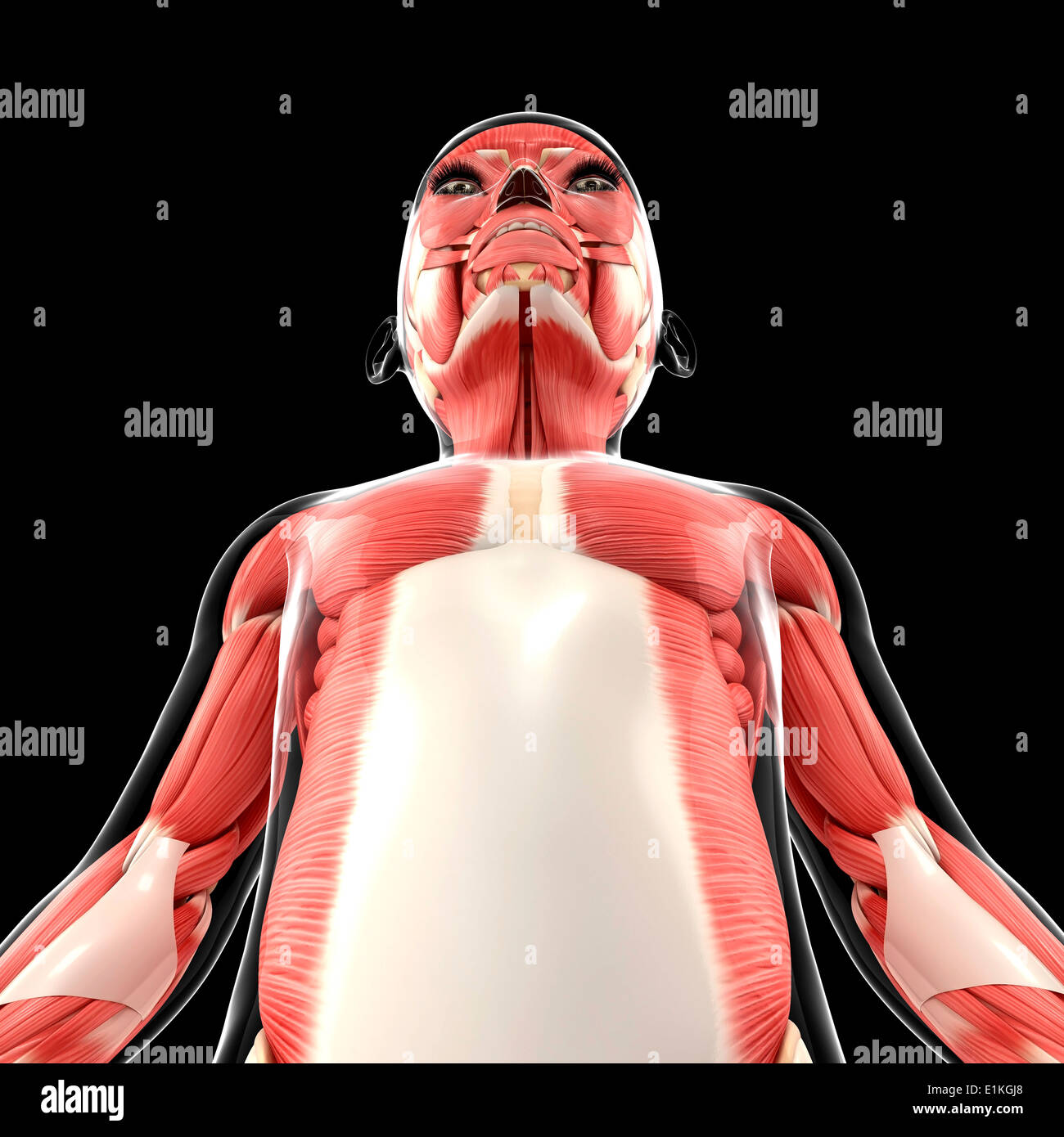 Axial muscular system hi-res stock photography and images - Alamy