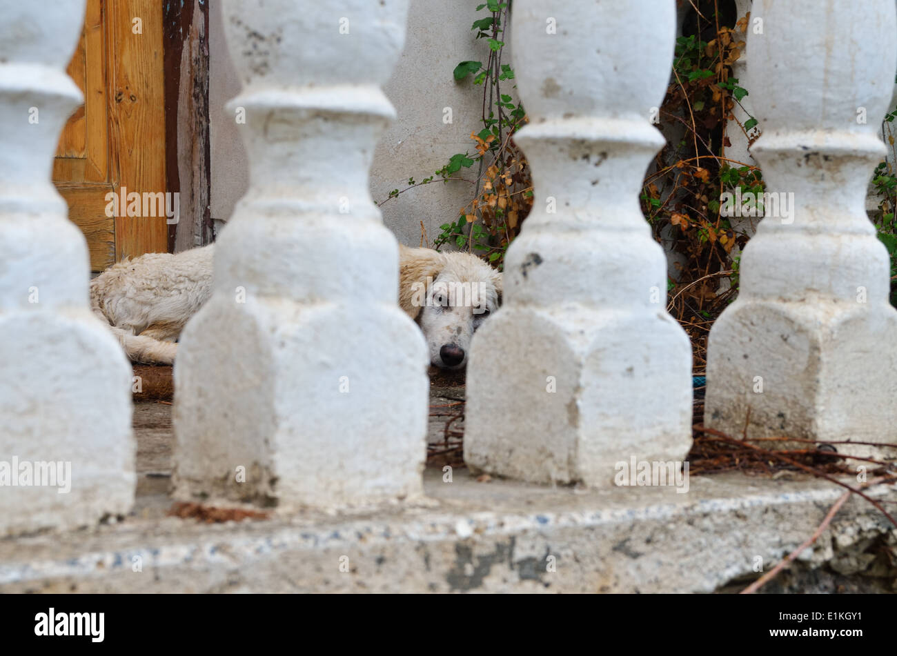 Cyprus dog street hi-res stock photography and images - Alamy
