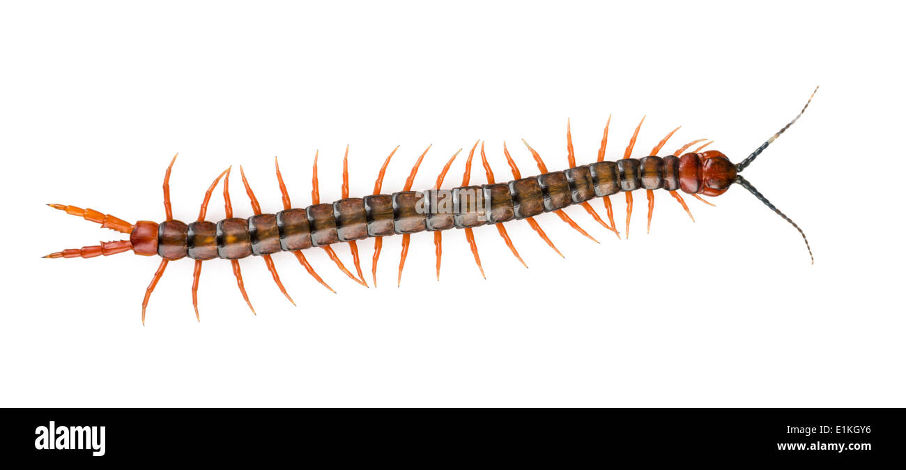 Giant centipede, Ethmostigmus rubripes, walking isolated on a white ...