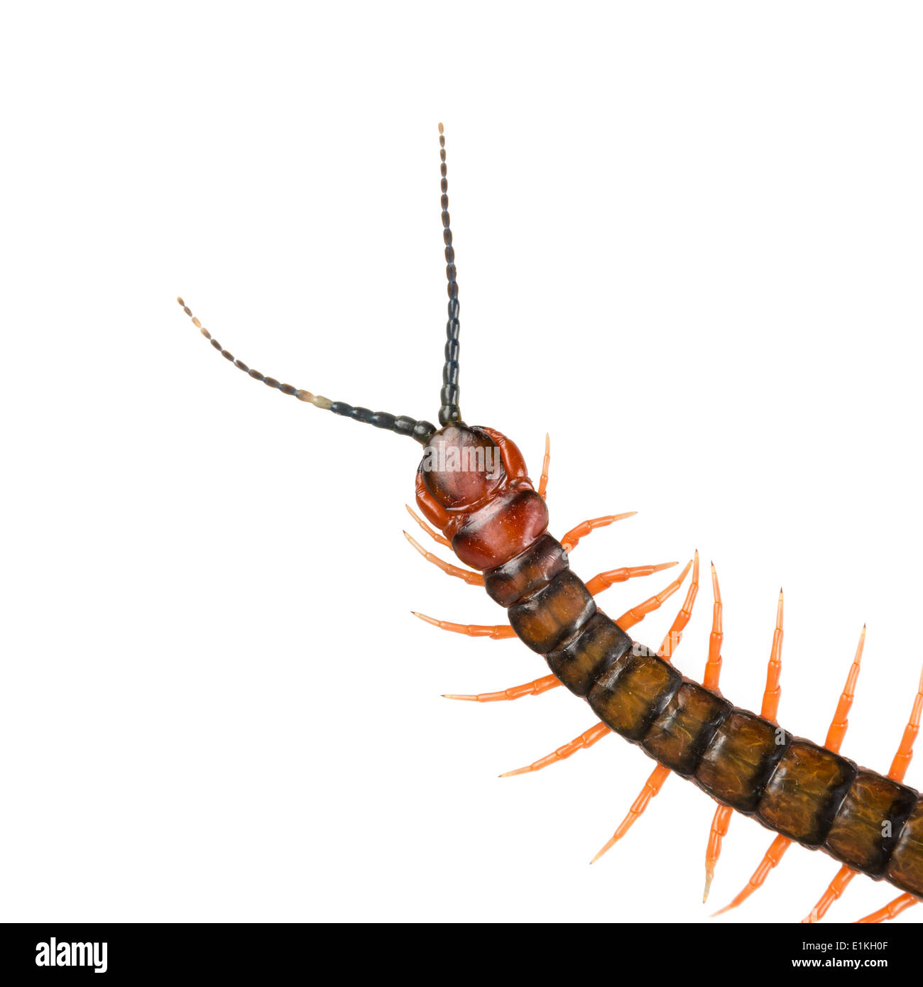 Giant centipede, Ethmostigmus rubripes, walking isolated on a white ...