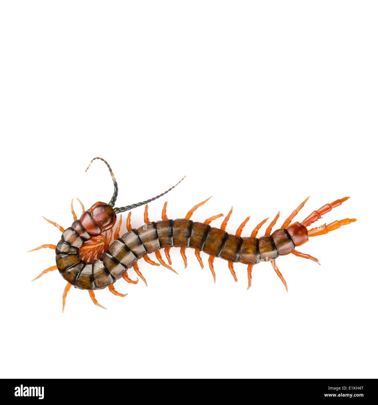 Giant centipede, Ethmostigmus rubripes, walking isolated on a white ...