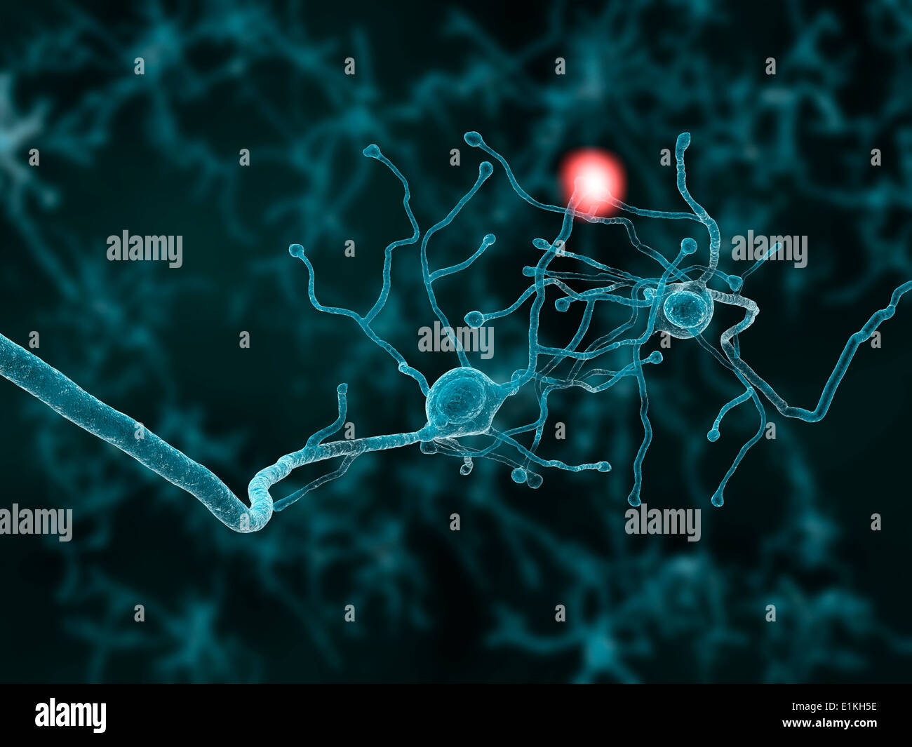 Artwork of two nerve cells transmitting a signal Stock Photo - Alamy