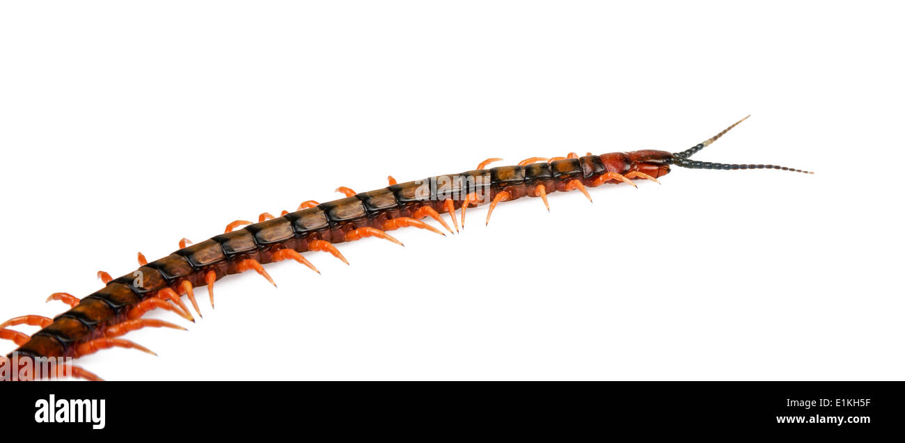 Giant centipede, Ethmostigmus rubripes, walking isolated on a white ...
