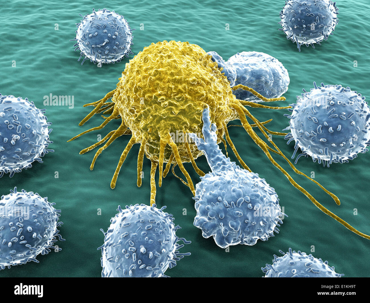 White Blood Cell Attack High Resolution Stock Photography and Images ...