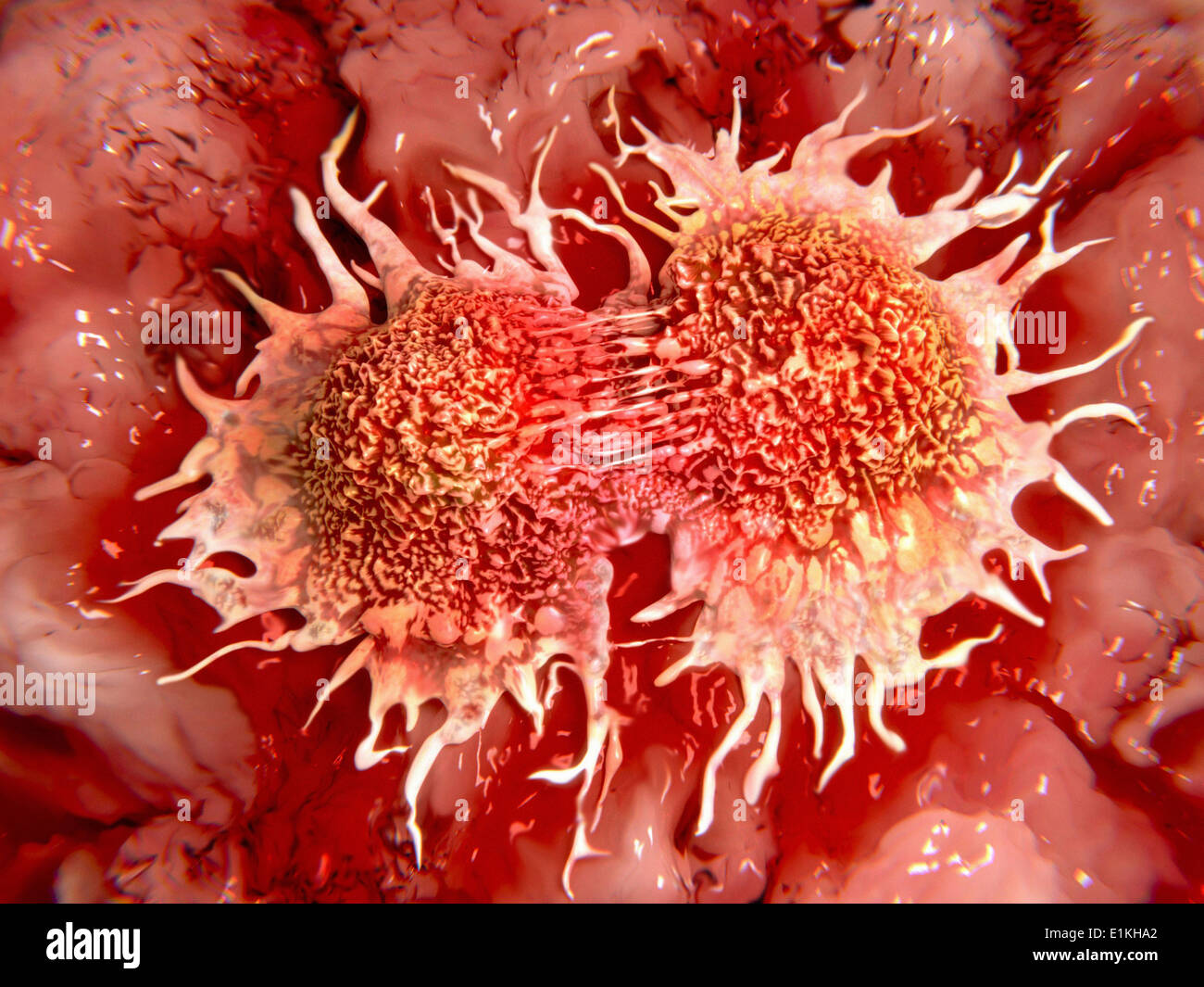 Artwork of cancer cells dividing Stock Photo - Alamy