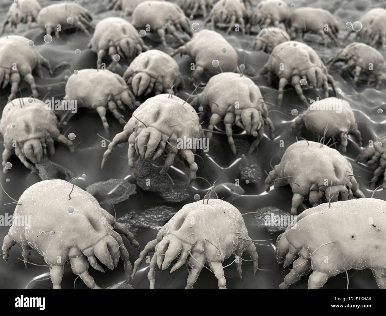 D pteronyssinus hi-res stock photography and images - Alamy
