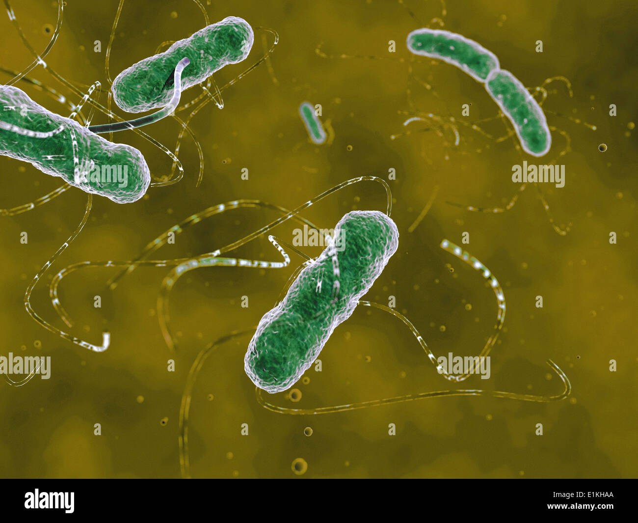 Artwork of the EHEC (enterohaemorrhagic Escherichia coli) bacteria ...