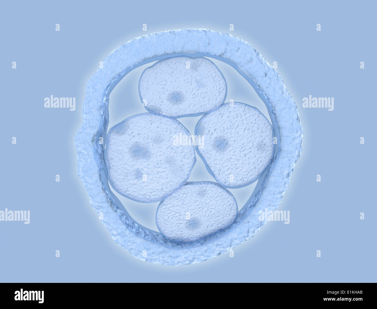 Embryo four cell human hi-res stock photography and images - Alamy