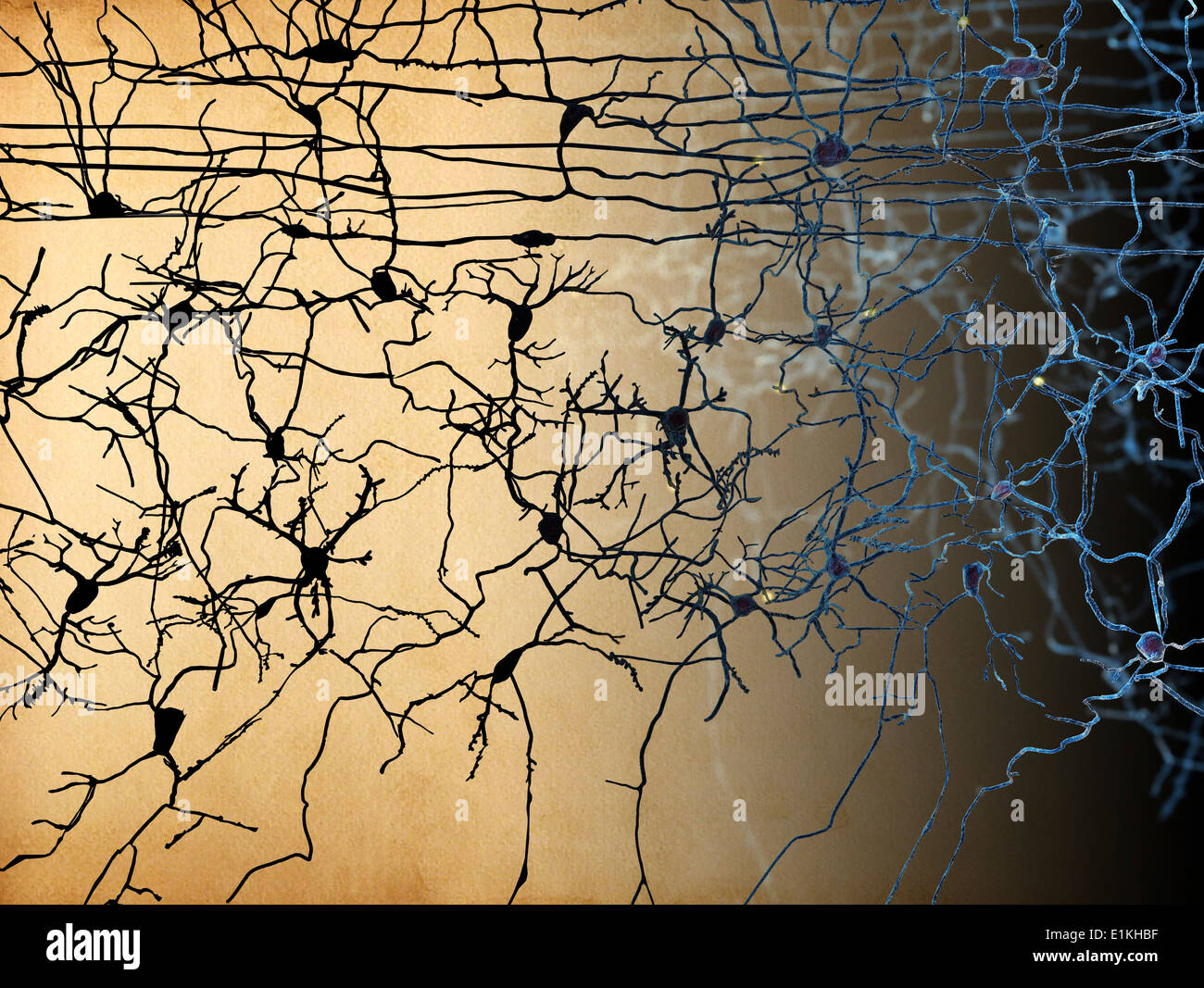 Artwork of nerve cells Stock Photo - Alamy