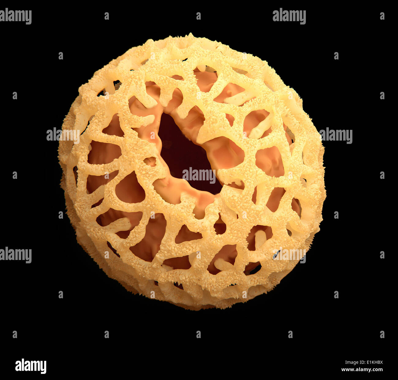 Artwork of Nenga gajah pollen grain Stock Photo - Alamy