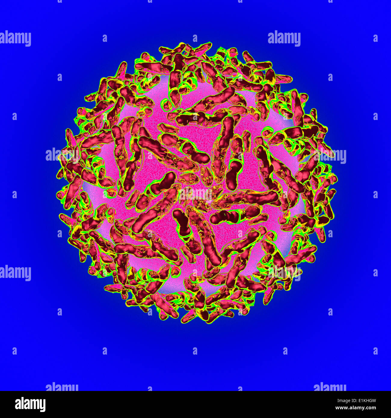 Adeno hi-res stock photography and images - Alamy