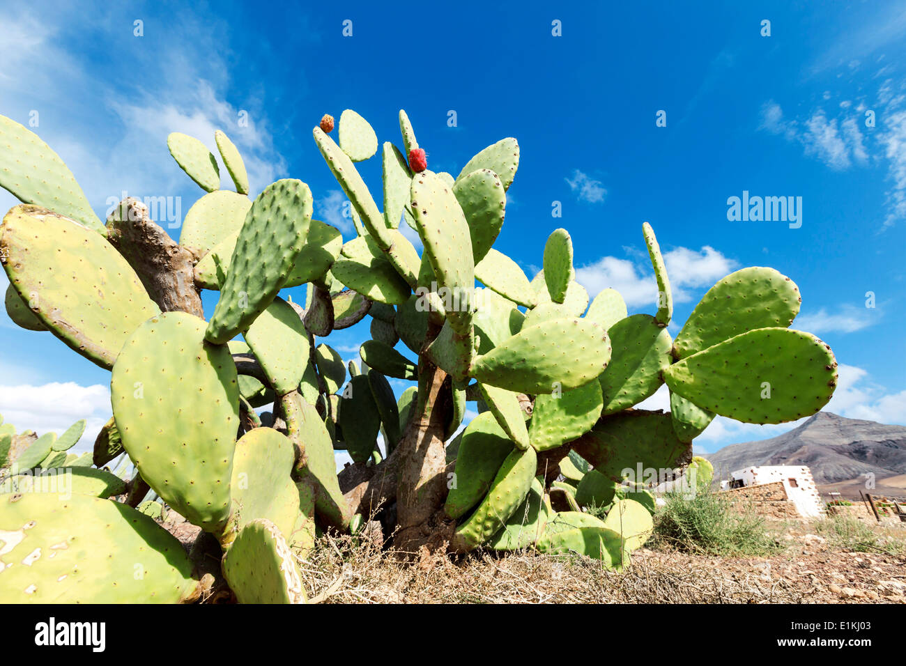 Prickly pears angiosperm hi-res stock photography and images - Alamy
