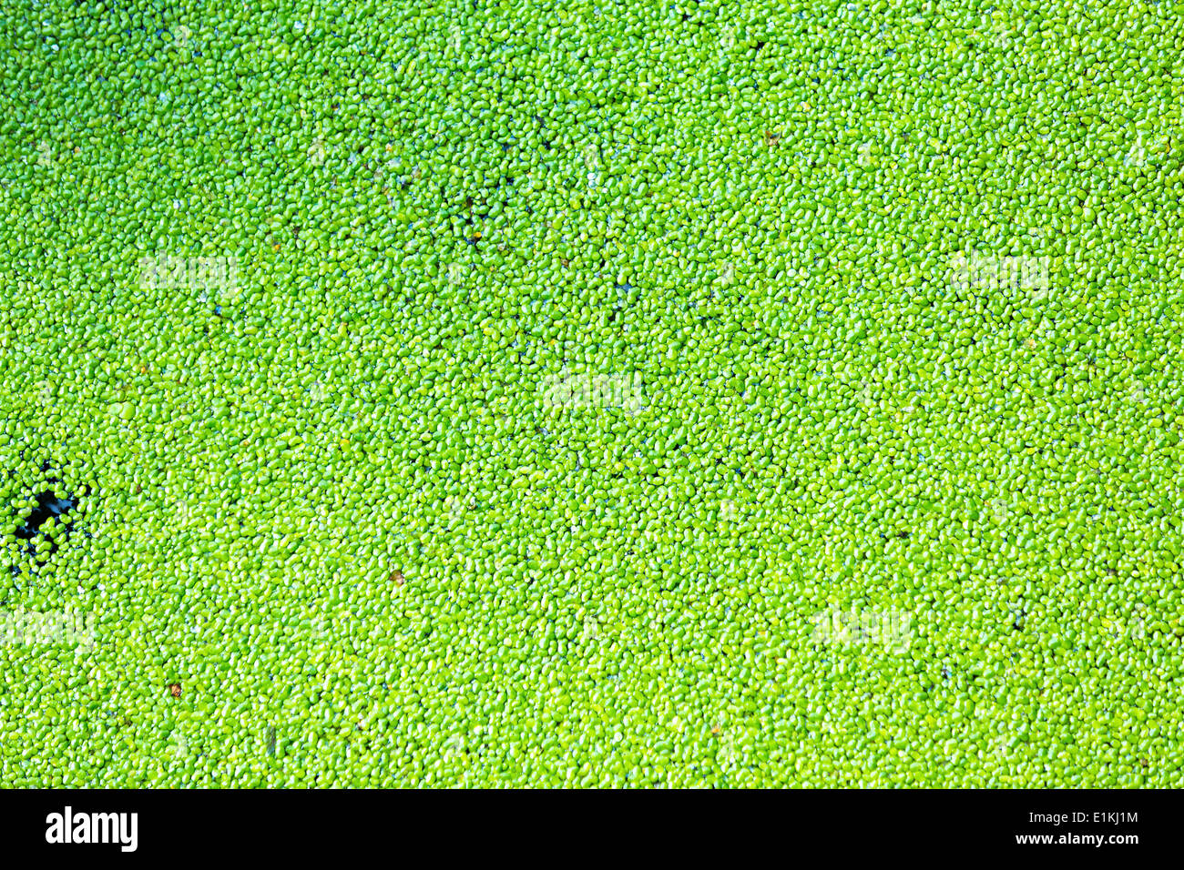Duckweed on the surface of a pond Stock Photo - Alamy
