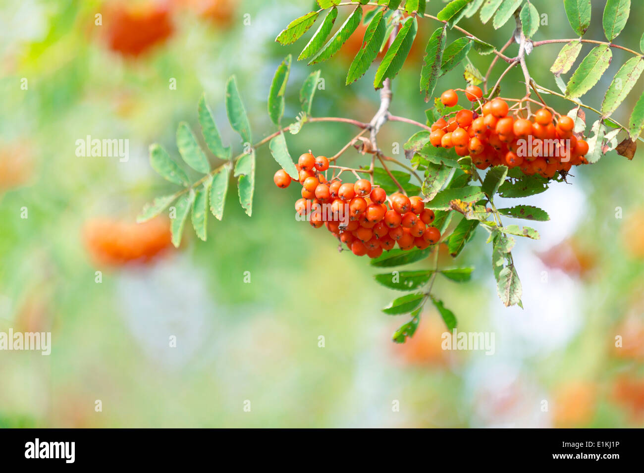 Rowan berries close hi-res stock photography and images - Alamy