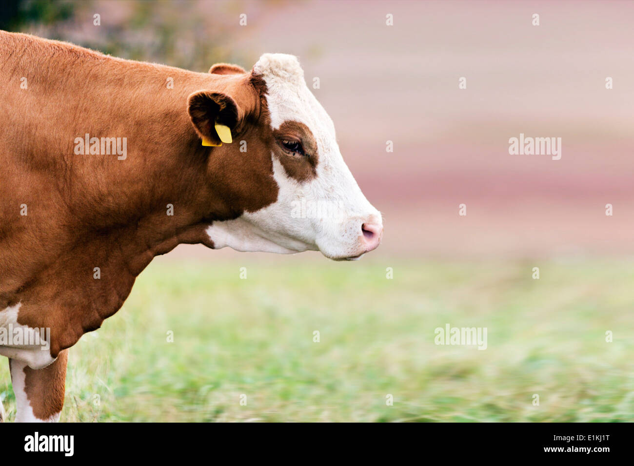 Cow in field side view Stock Photo - Alamy