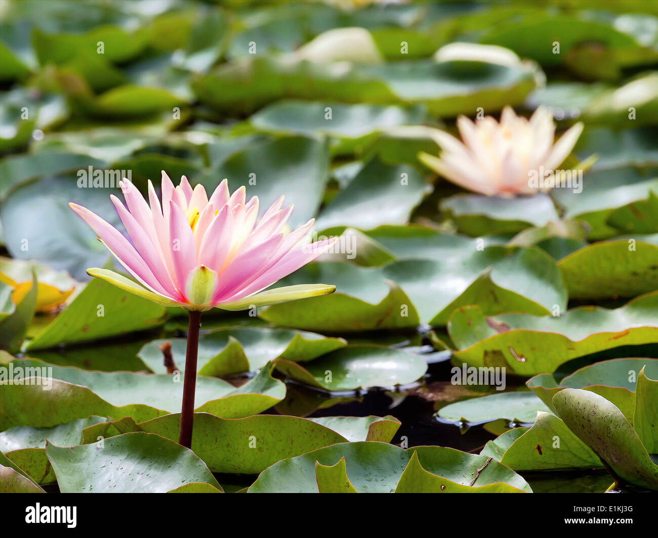 Lily pads pond flowers hi-res stock photography and images - Alamy