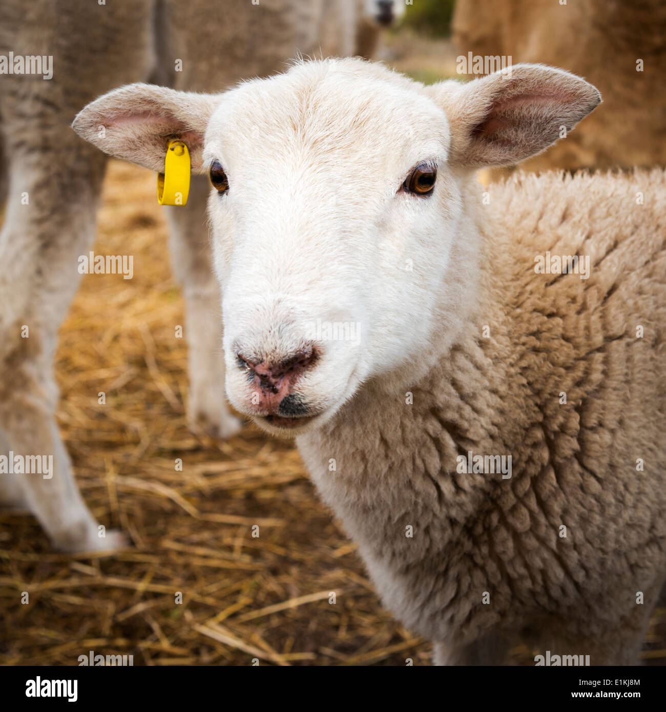 Cute young lamb with clean white face looking into camera Stock Photo ...