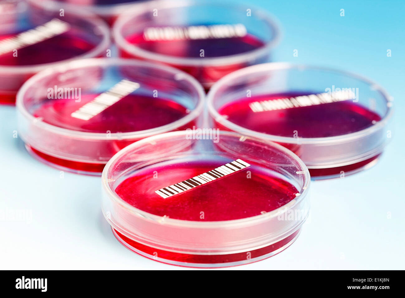 Petri dishes with bar codes Stock Photo - Alamy