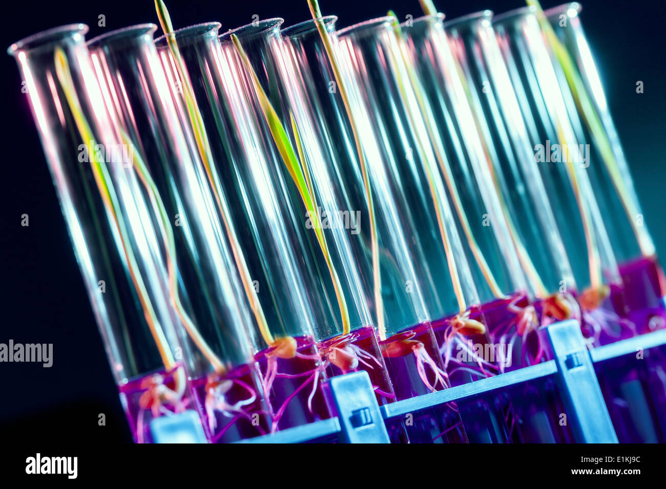 Plants sprouting in test tubes Stock Photo - Alamy