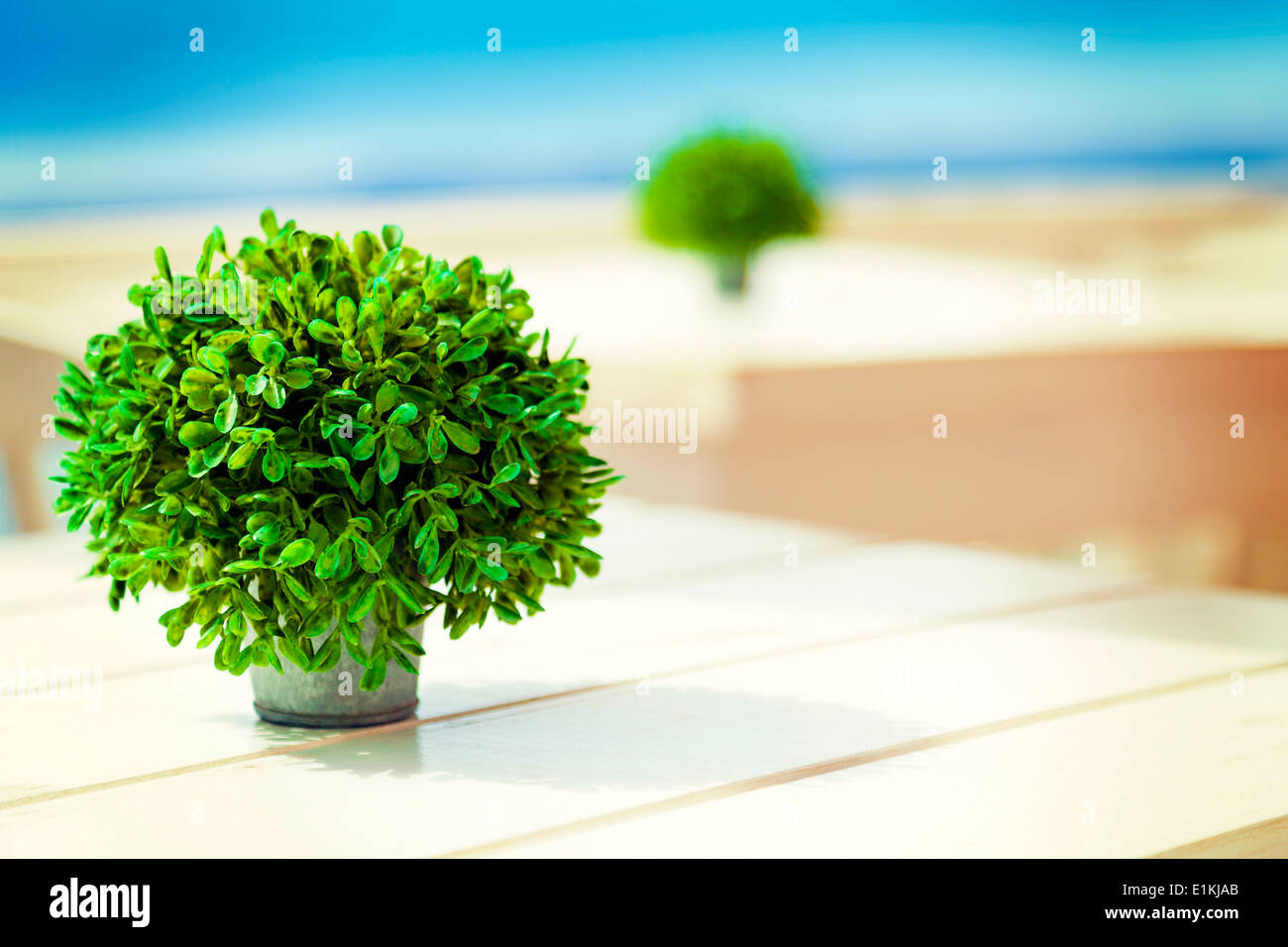 Plant still life hi-res stock photography and images - Alamy