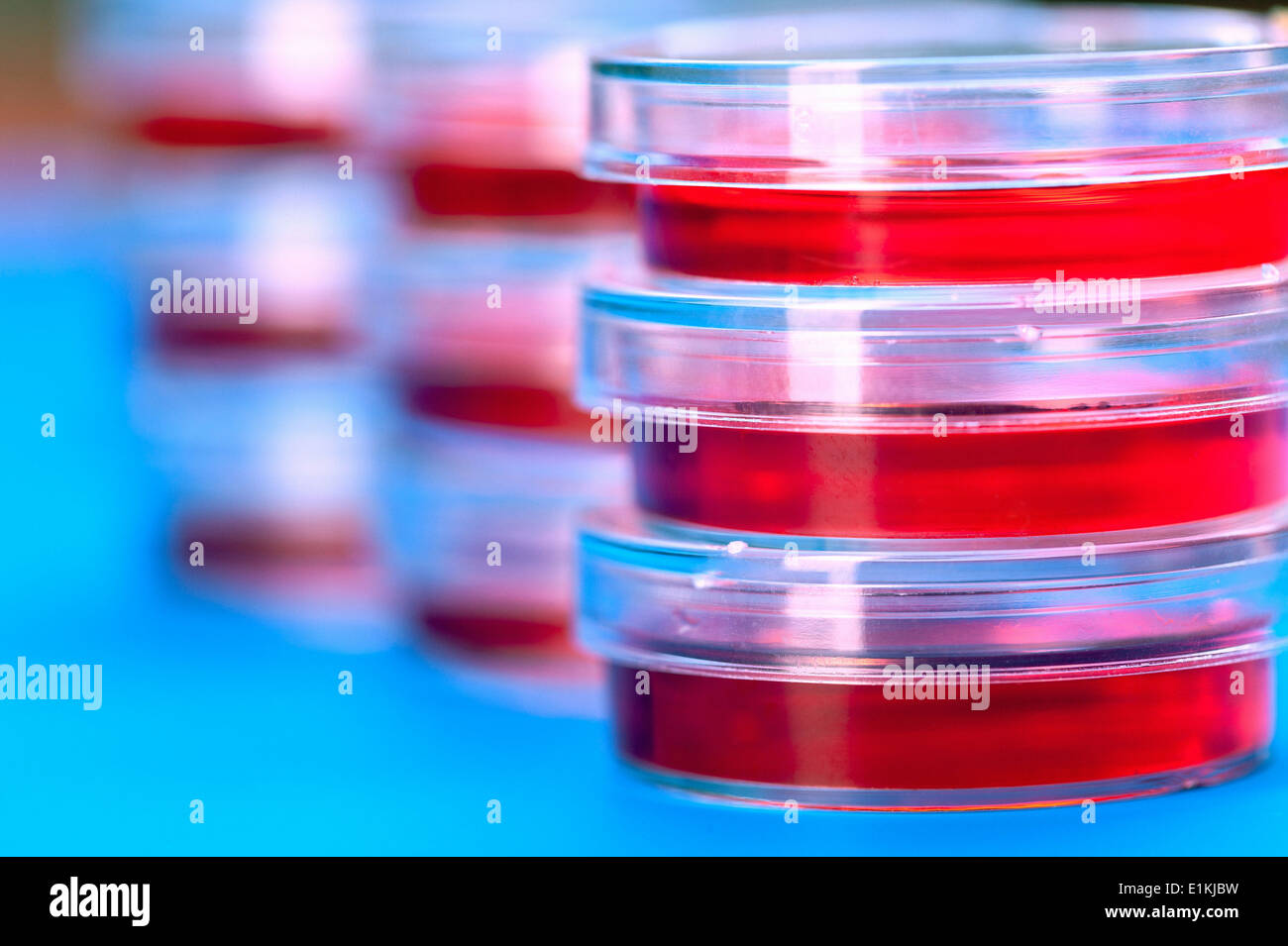 Stack of petri dishes Stock Photo - Alamy
