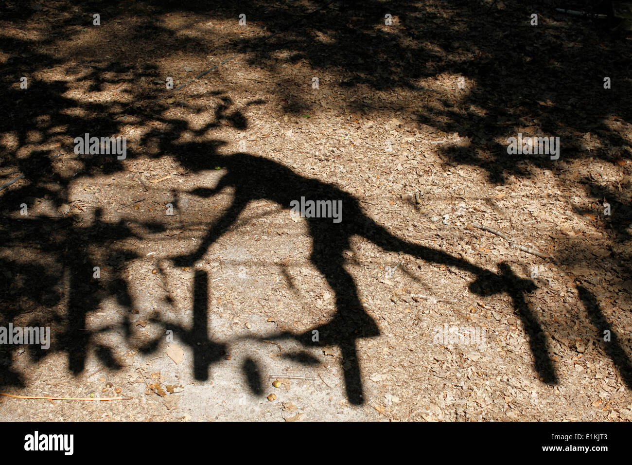 Shadow of a teenager in an adventure park Stock Photo - Alamy