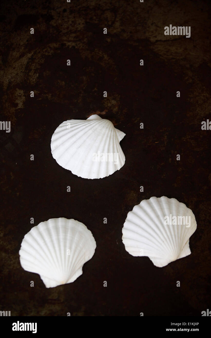 Paris, France Saint Jacques du Haut Pas church scollop shells Stock ...