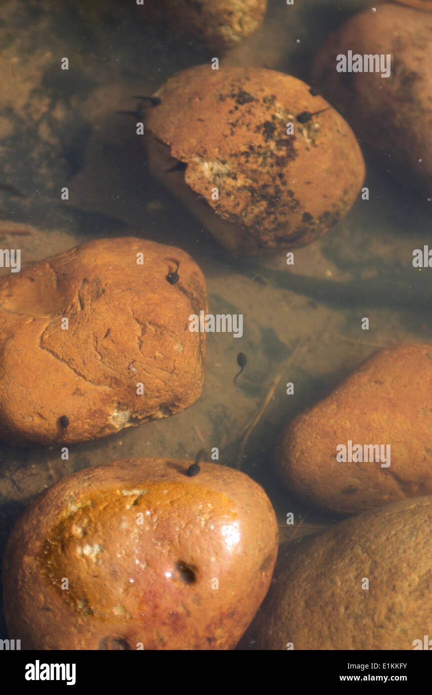 Tadpoles swimming around in a shallow garden pond which has some orange ...