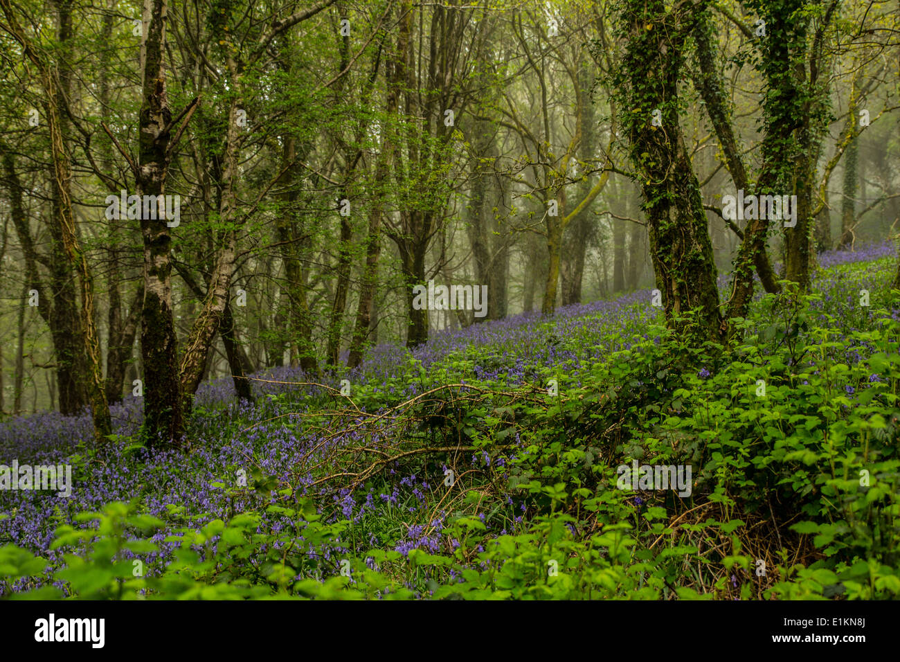 Bluebells in the Wenallt Woods in North Cardiff, Wales Stock Photo - Alamy