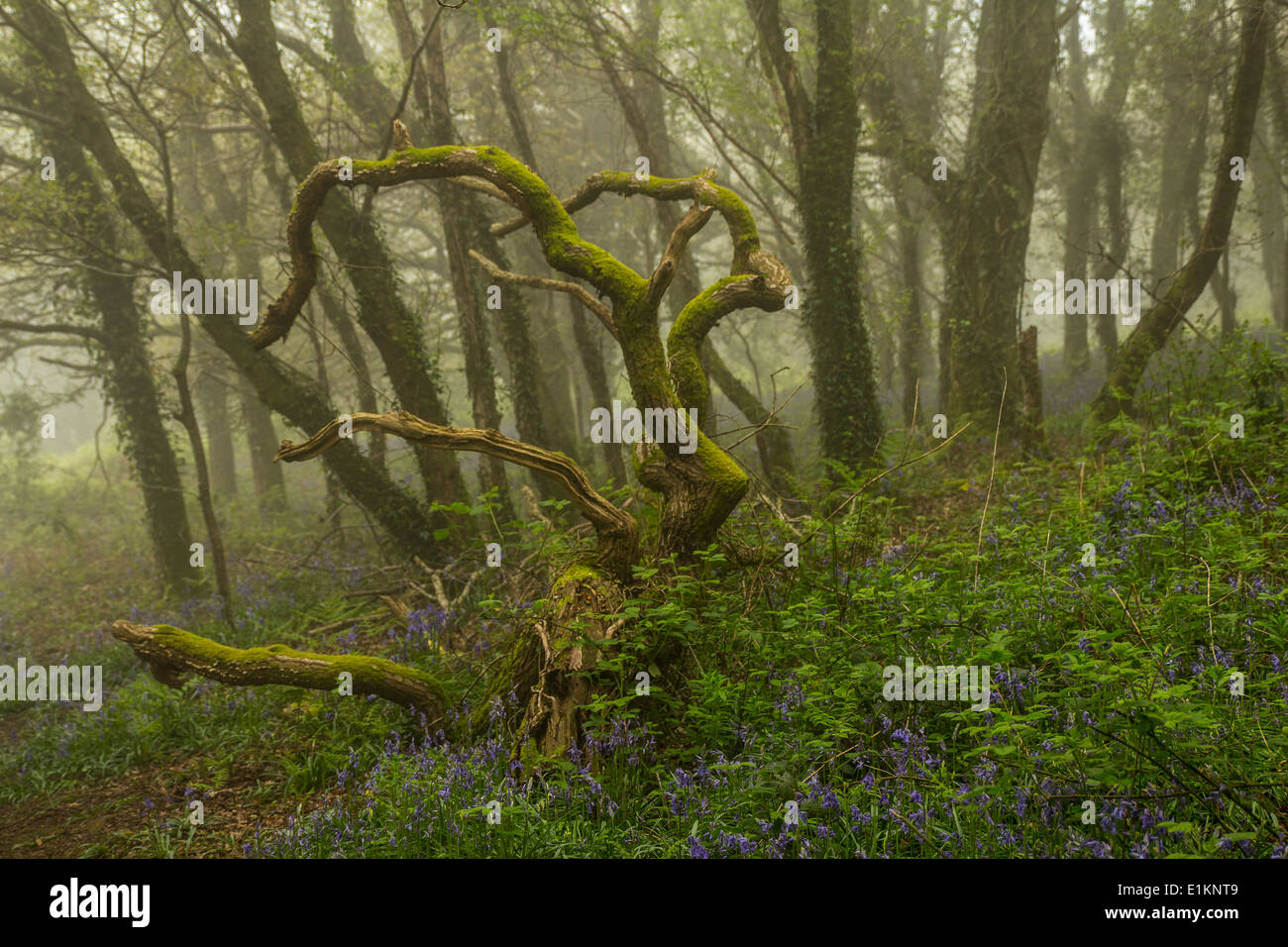 Bluebells in the Wenallt Woods in North Cardiff, Wales Stock Photo - Alamy
