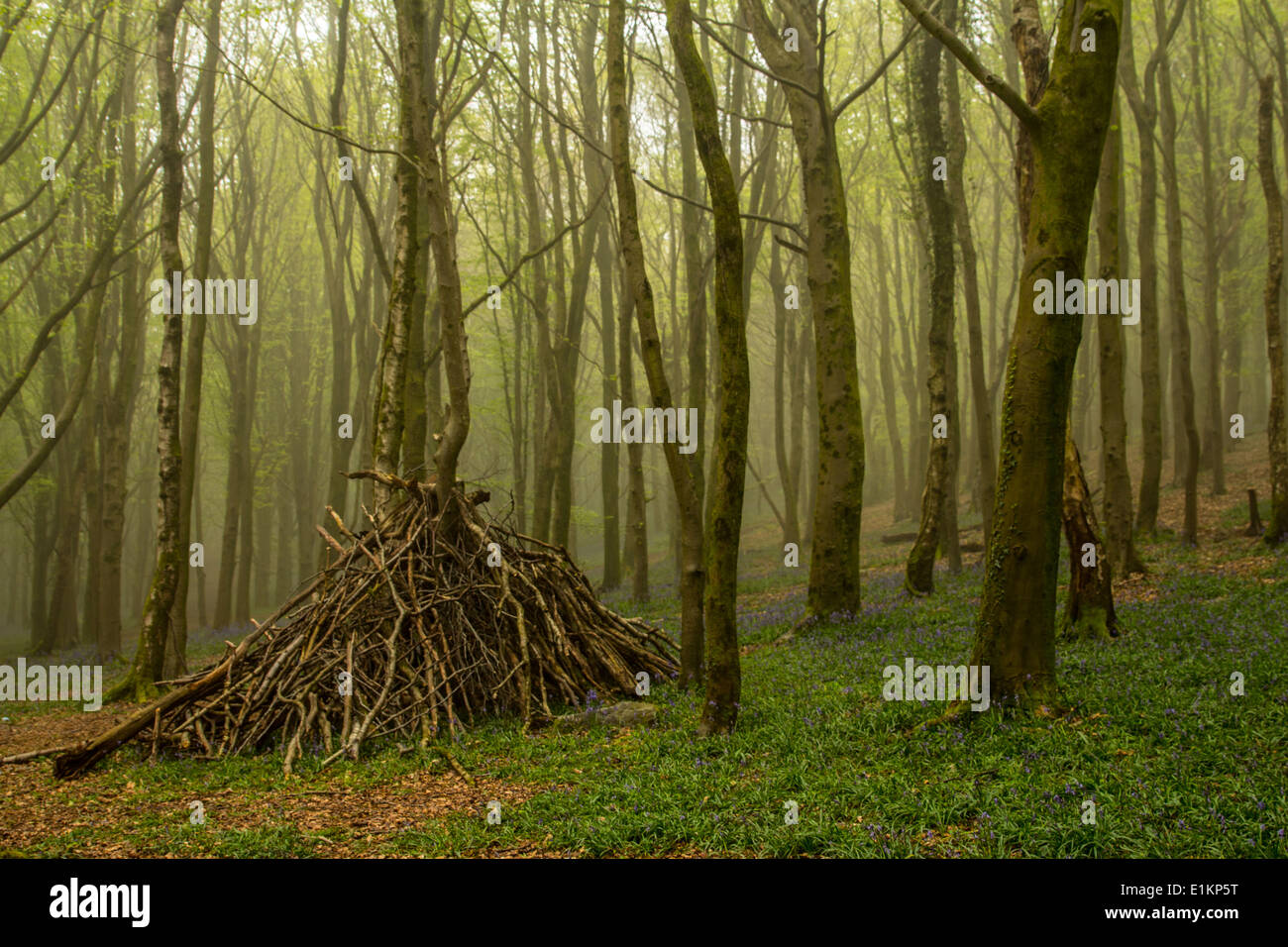 Trees emerging from the mist in the Wenallt Woods in North Cardiff ...