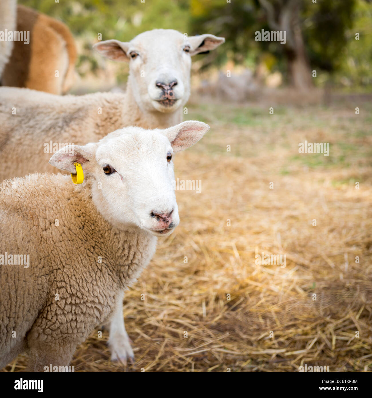 Sheep and lambs in a paddock in Australia Stock Photo - Alamy