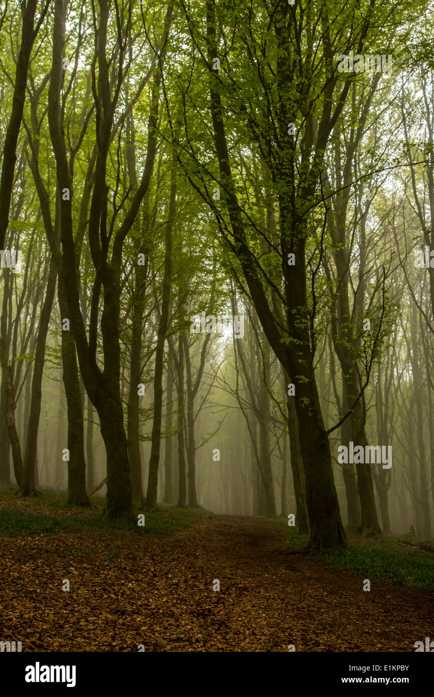 Trees emerging from the mist in the Wenallt Woods in North Cardiff ...