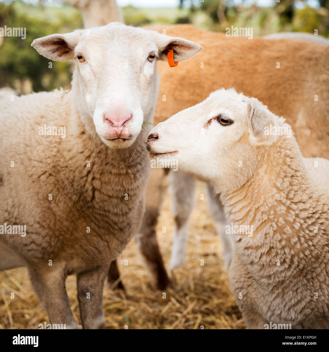 Australia paddock sheep hi-res stock photography and images - Alamy