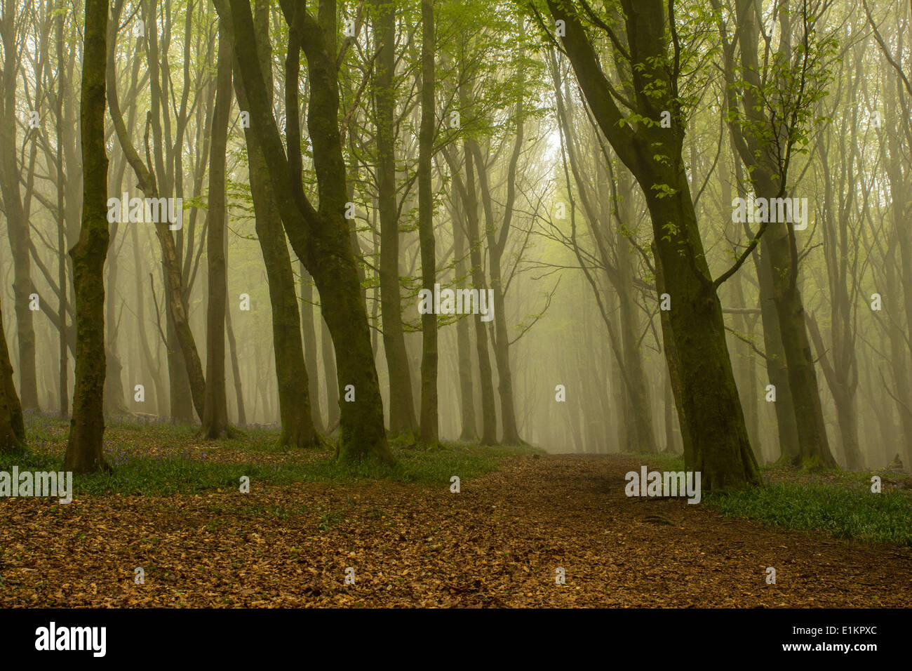 Trees emerging from the mist in the Wenallt Woods in North Cardiff ...