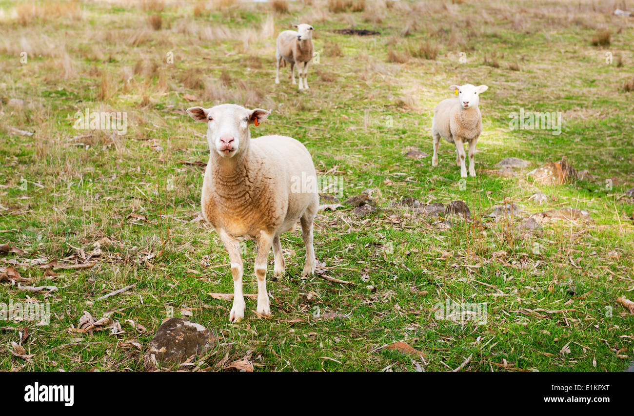 Australian merino sheep hi-res stock photography and images - Alamy