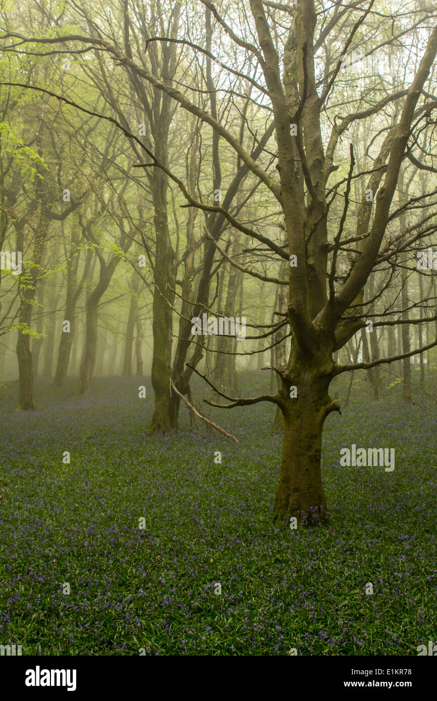 Bluebells in the Wenallt Woods in North Cardiff, Wales on a misty ...