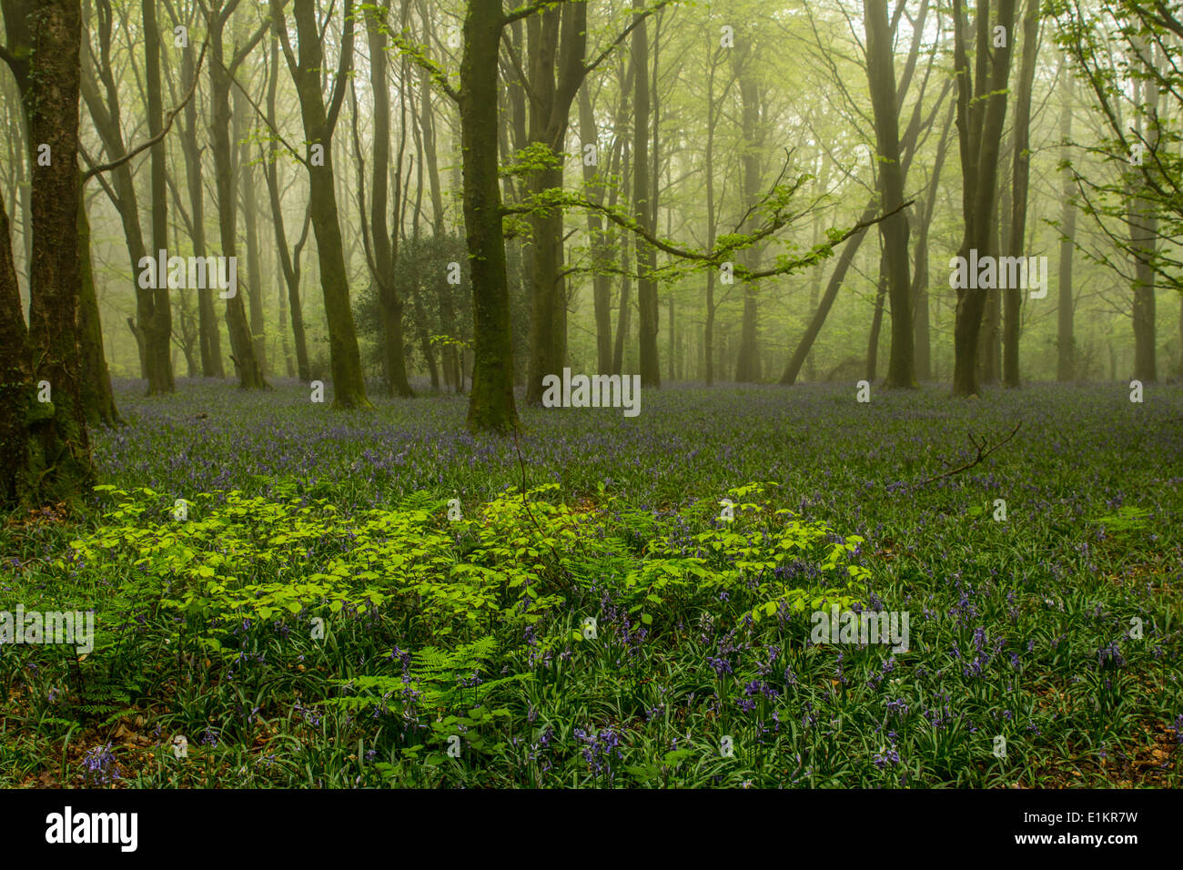 Bluebells in the Wenallt Woods in North Cardiff, Wales Stock Photo - Alamy